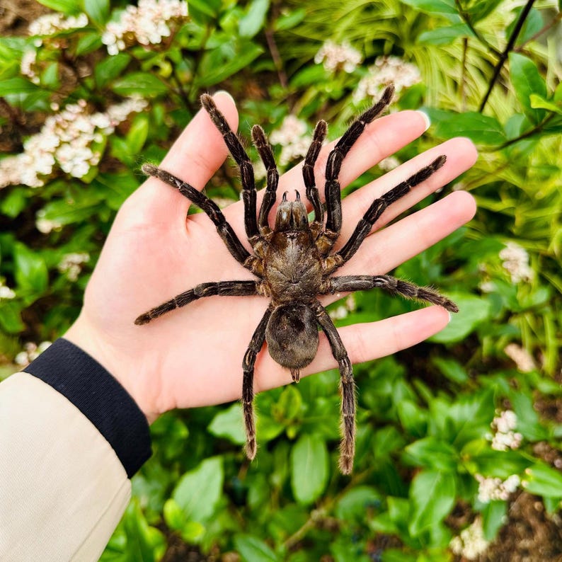 Real Preserved Tarantula LARGE Tarantula Spider A1 Grade SPREAD ...