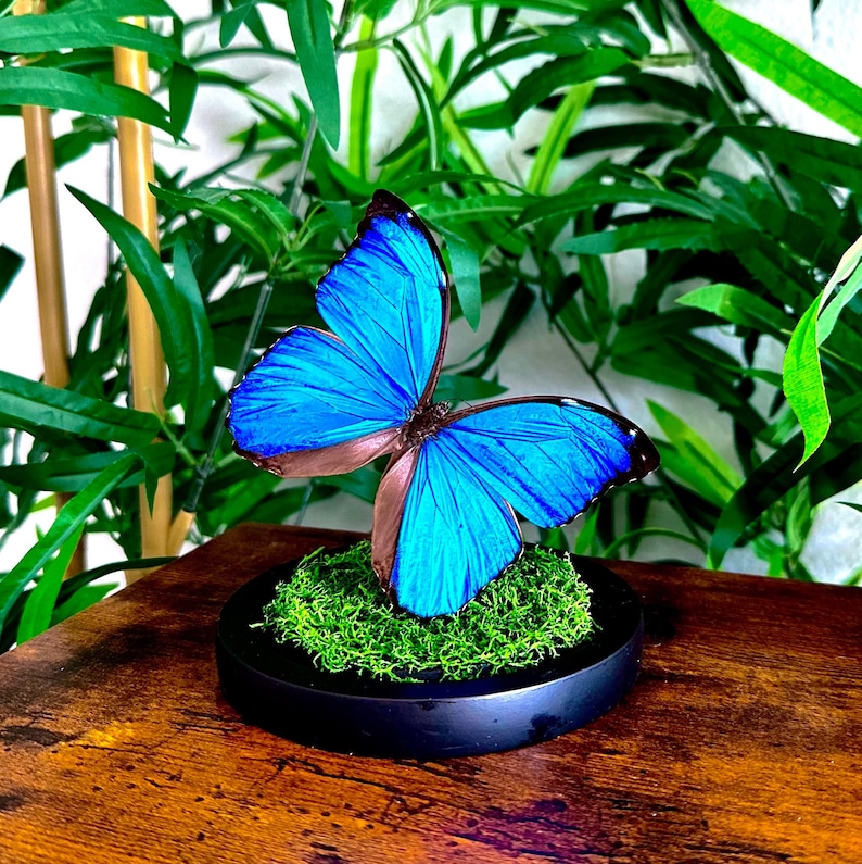 Preserved Blue Morpho Menelaus Butterfly in Glass Dome - Etsy