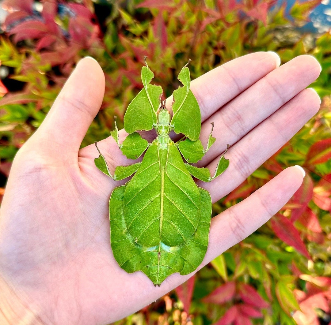 Real Leaf Insect Phyllium Pulchrifolium A1 Quality SPREAD Walking Leaf ...