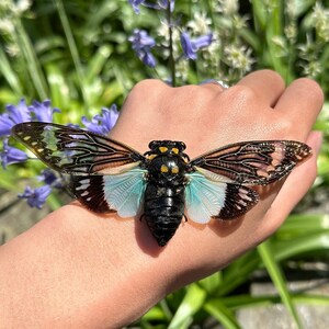 Real Blue Cicada Tosena Splendida Spread and Ready to Mount A1 Quality ...