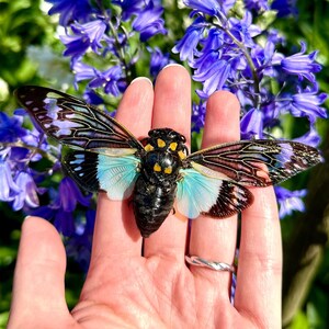 Real Blue Cicada Tosena Splendida Spread and Ready to Mount A1 Quality ...