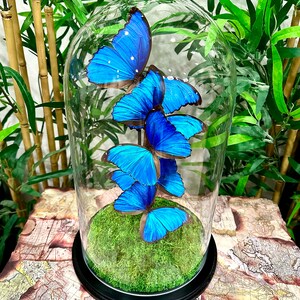 Preserved Blue Morpho Menelaus Butterflies in Glass Dome - Etsy