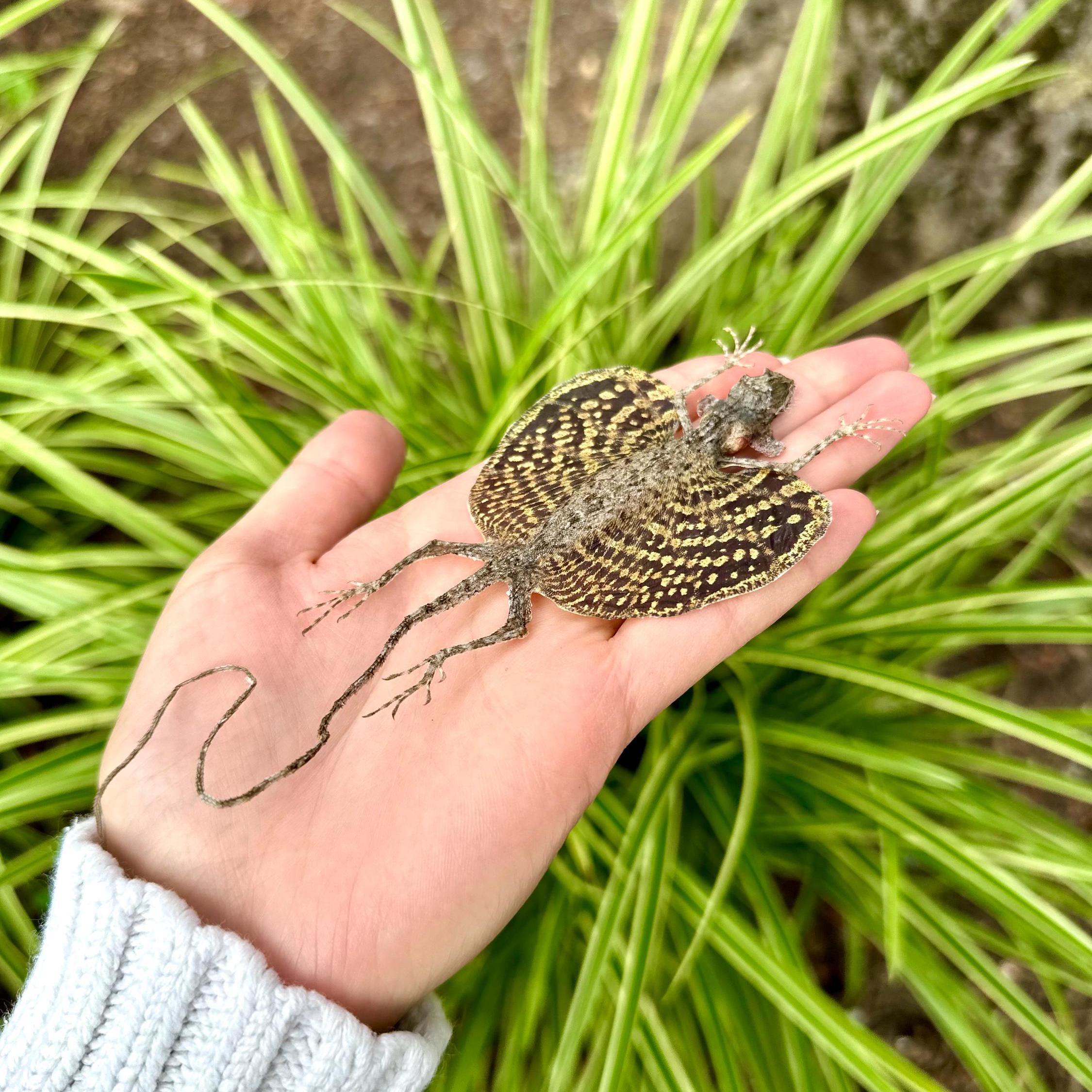 Real Indonesian Flying Lizard (draco Haematopogon) A1 Grade - Etsy