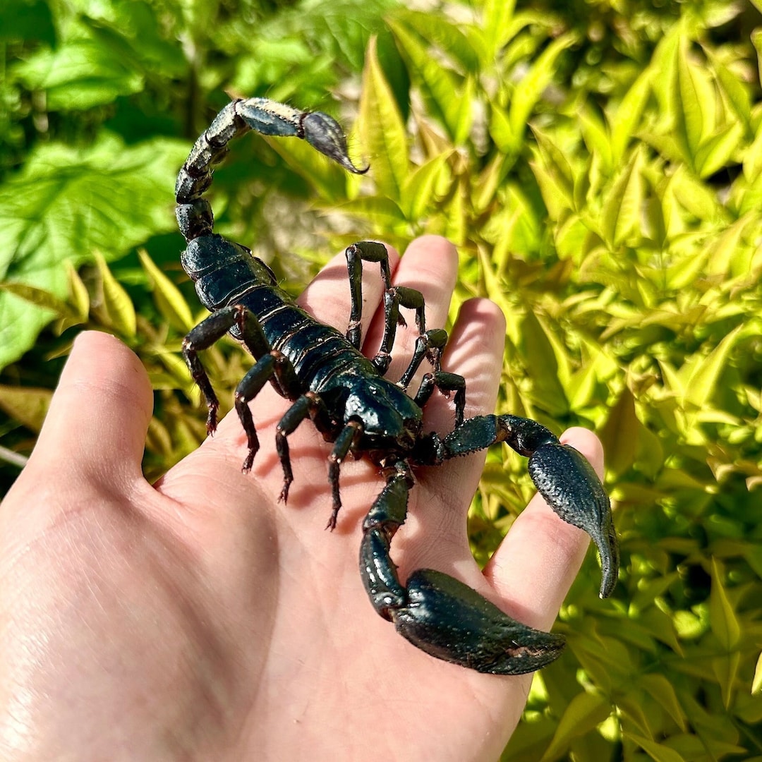 REAL Giant Scorpion SPREAD/UNSPREAD Heterometrus Laoticus Black ...
