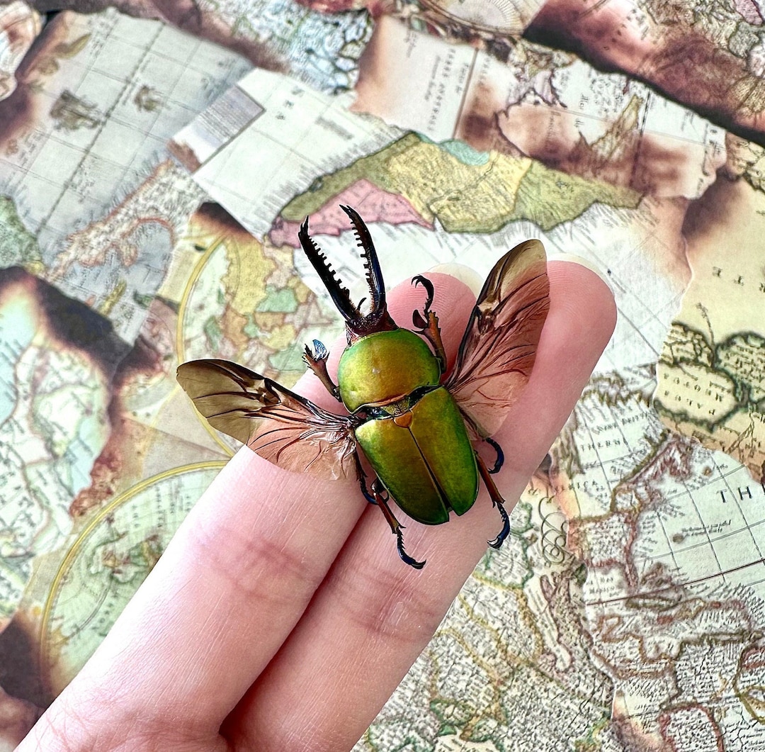 Lamprima Adolphinae Beetle, Sawtooth Stag Beetle, A1 Grade SPREAD ...