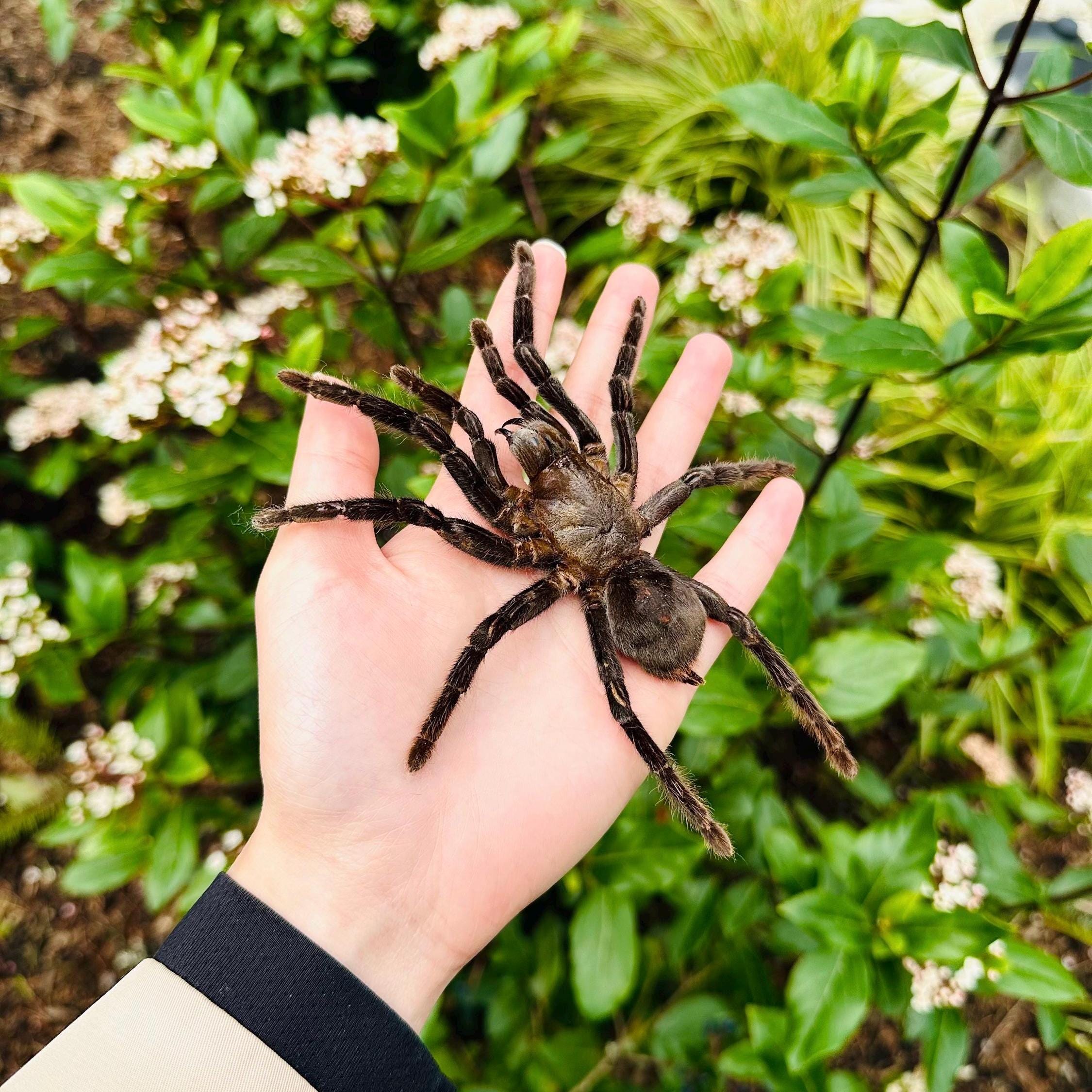 Real Preserved Tarantula LARGE Tarantula Spider A1 Grade SPREAD ...