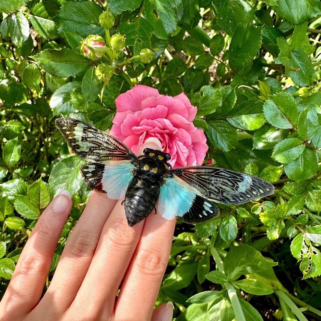 Real Blue Cicada Tosena Splendida Spread and Ready to Mount A1 Quality ...