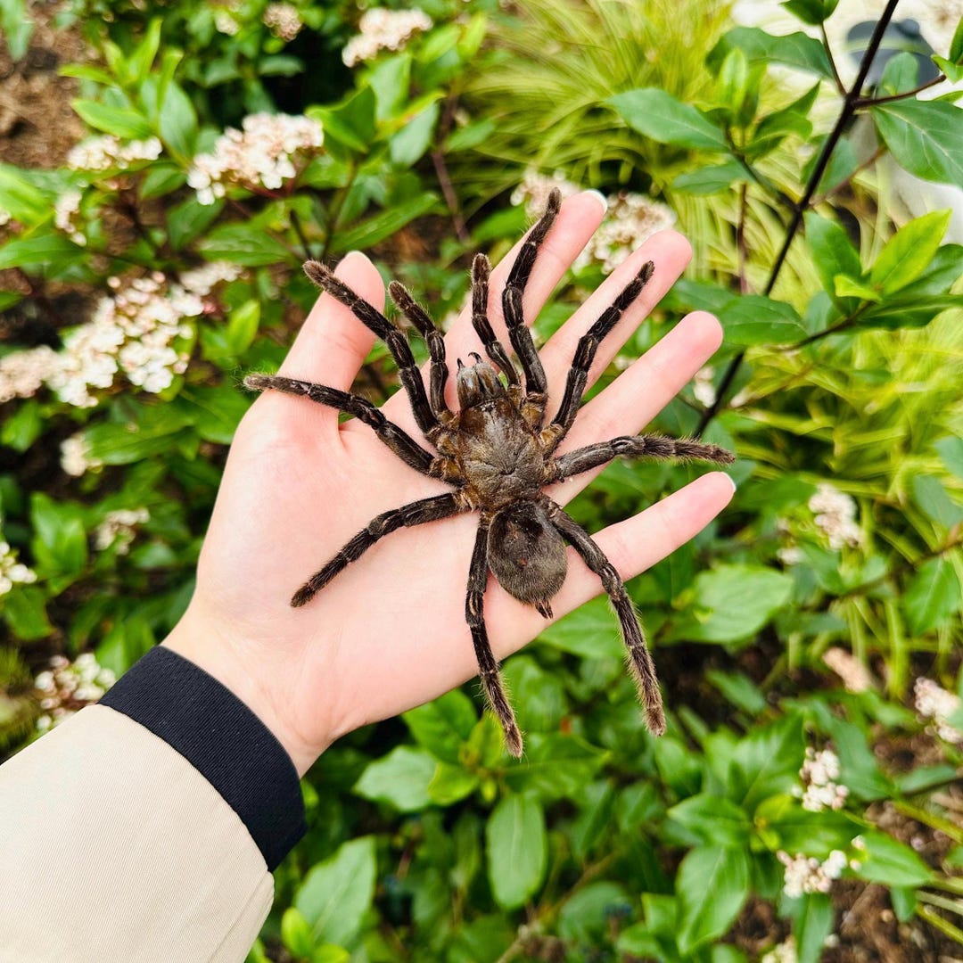 Real Preserved Tarantula LARGE Tarantula Spider A1 Grade SPREAD ...
