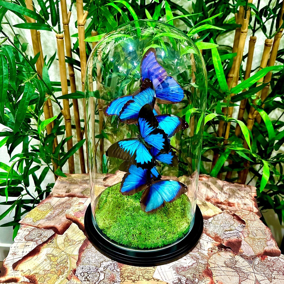 Preserved Blue Morpho and Papilio Ulysses Butterflies in Glass Dome - Etsy