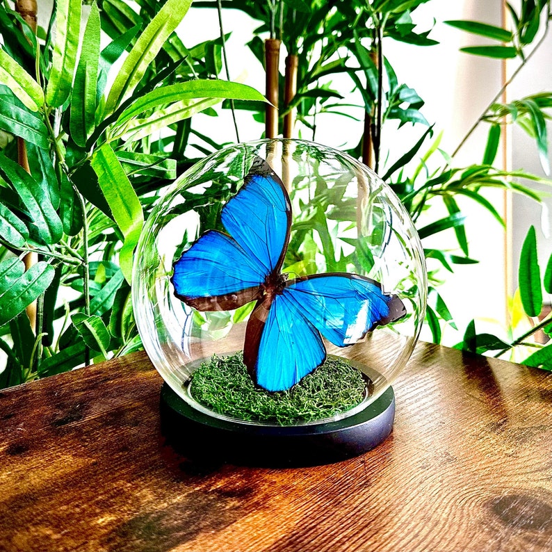 Preserved Blue Morpho Menelaus Butterfly in Glass Dome - Etsy