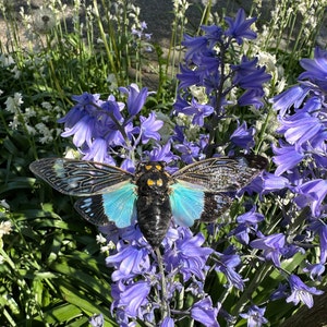 Real Blue Cicada Tosena Splendida Spread and Ready to Mount A1 Quality ...