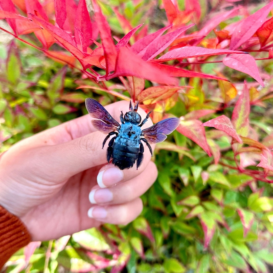Blue Carpenter Bees, Xylocopa Caerulea SPREAD Insects - Etsy