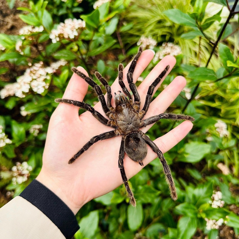 Real Preserved Tarantula LARGE Tarantula Spider A1 Grade SPREAD ...
