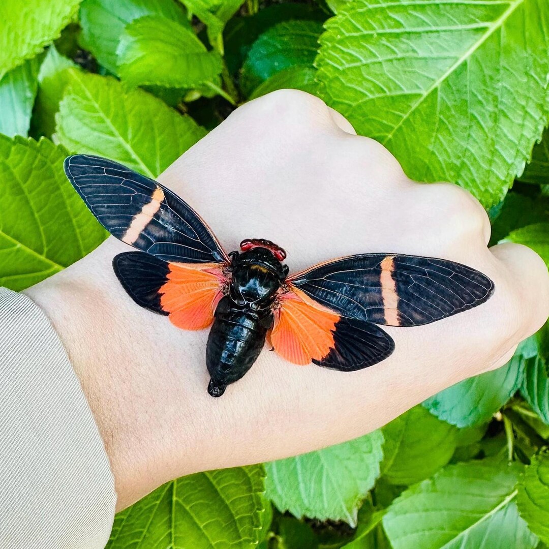 Real Orange Cicada Tosena Pavei Spread and Ready to Mount A1 Quality - Etsy