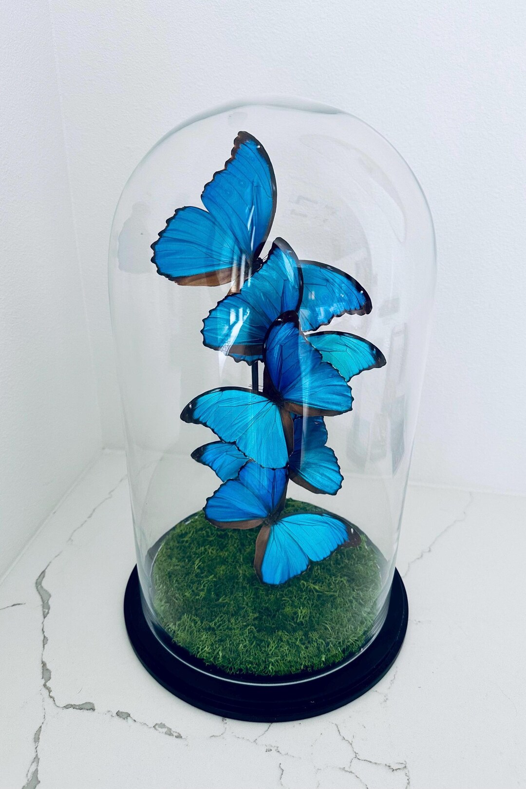 Preserved Blue Morpho Menelaus Butterflies in Glass Dome - Etsy