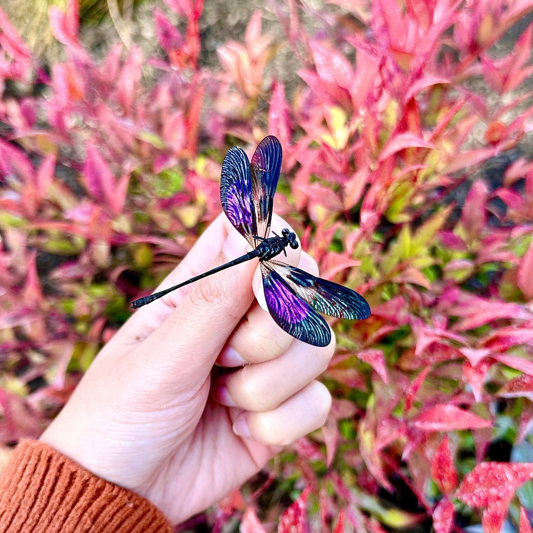 Euphaea Variegata, Teal and Violet Glittering Damselfly, Real Dragonfly ...