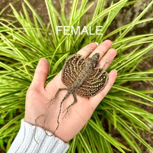 Real Indonesian Flying Lizard (draco Haematopogon) A1 Grade - Etsy