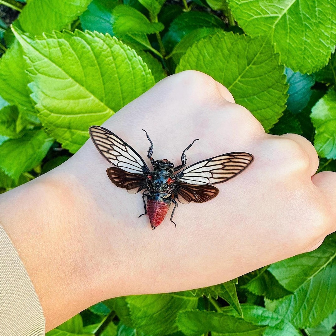 Spread Red Devil Cicada (huechys Incarnata) - A1 Grade - Etsy