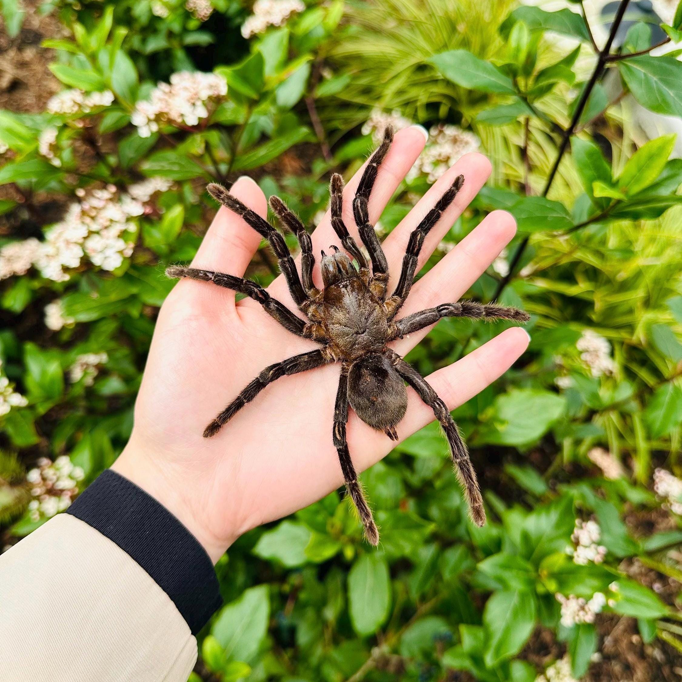 Real Preserved Tarantula LARGE Tarantula Spider A1 Grade SPREAD ...