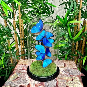 Preserved Blue Morpho Menelaus Butterflies in Glass Dome - Etsy