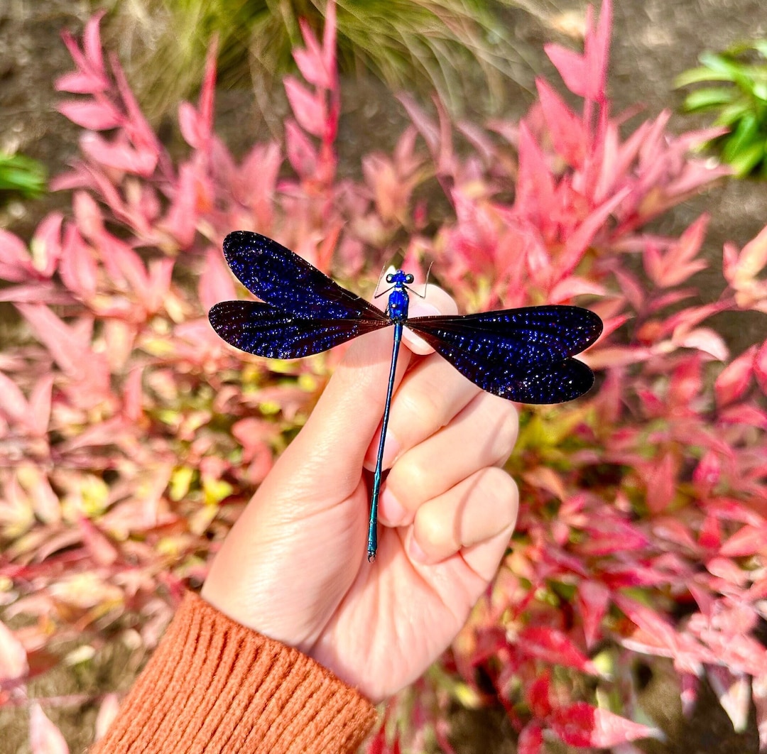 Violet Glittering Damselfly, Real Dragonfly Vestalis Luctuosa - Etsy