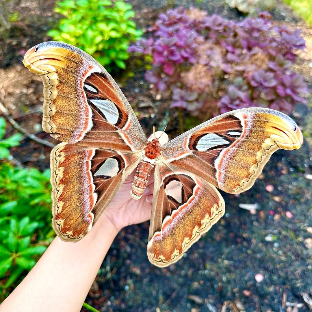 REAL Atlas Moth Attacus Atlas A1 Grade Spread/unspread HUGE - Etsy