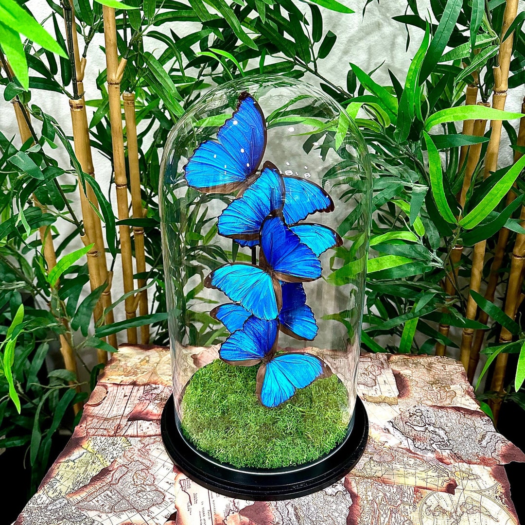 Preserved Blue Morpho Menelaus Butterflies in Glass Dome - Etsy