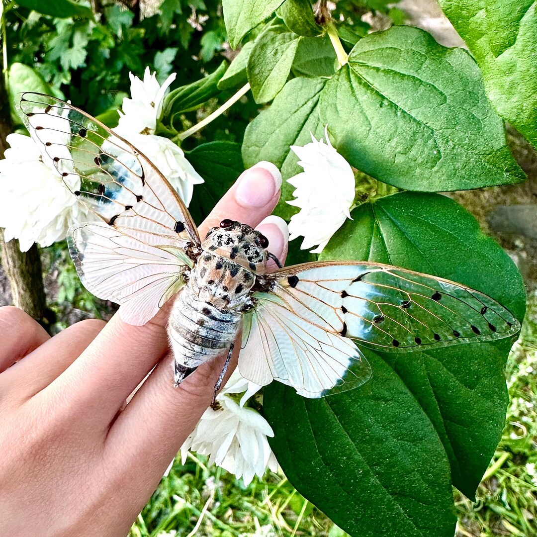 Real Ayuthia Spectabile Cicada Ghost Cicada Milky Cicada White Cicada ...