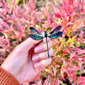 Euphaea Variegata, Teal and Violet Glittering Damselfly, Real Dragonfly ...