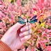 Euphaea Variegata, Teal and Violet Glittering Damselfly, Real Dragonfly ...