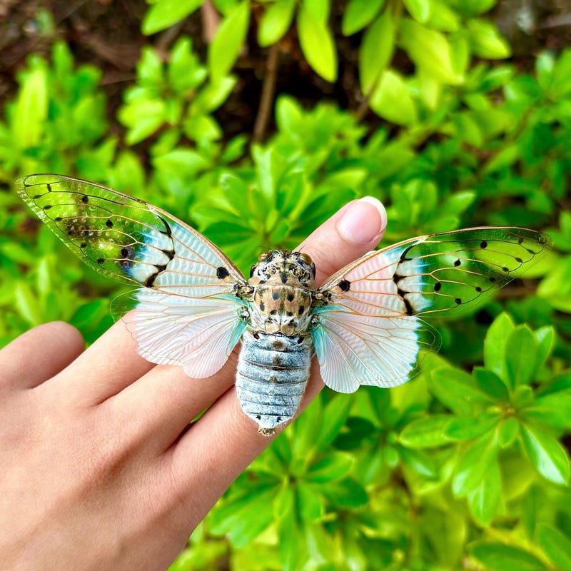 Cicada Wings - Etsy
