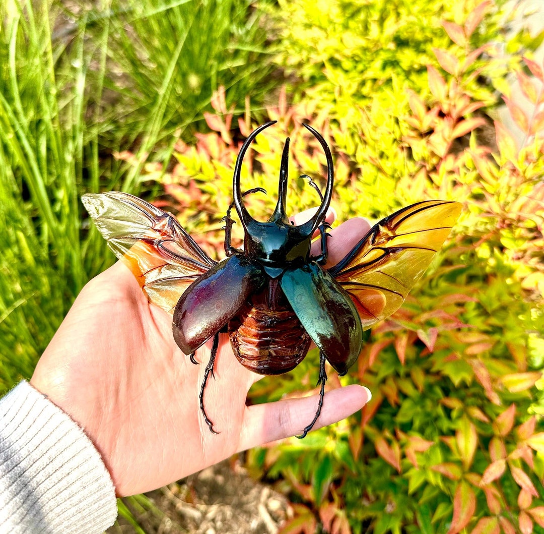 REAL A1 Grade Chalcosoma Caucasus Chalcosoma Chiron Beetle Rhinoceros ...