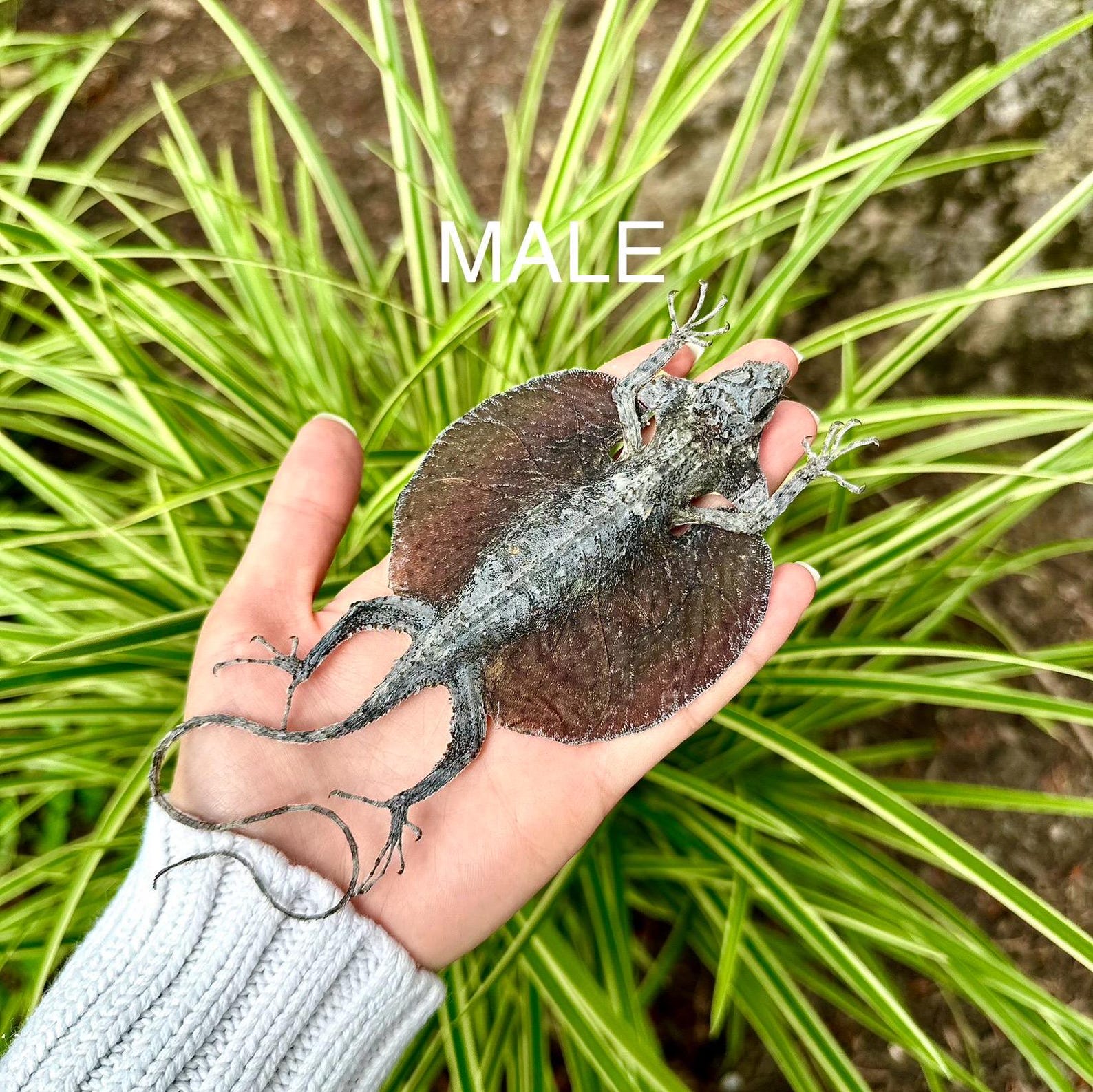 Real Indonesian Flying Lizard (draco Haematopogon) A1 Grade - Etsy