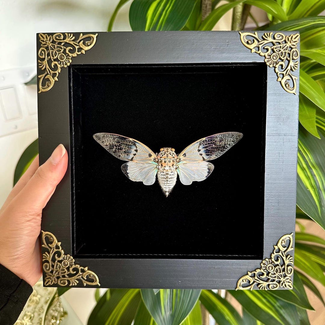 Framed Ghost Cicada Ayuthia Spectibile REAL SPECIMEN - Etsy