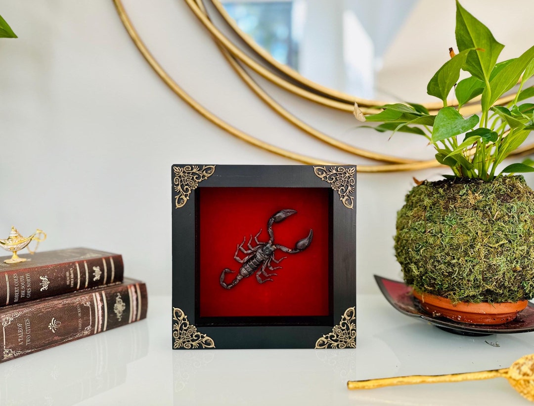 Real Framed Scorpion Shadow Box Insect Frame Taxidermy Taxadermy Black ...