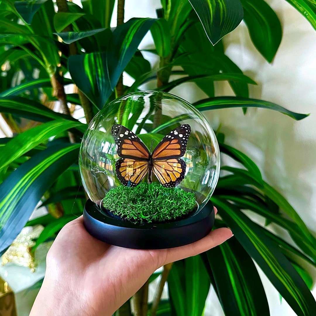 Real Monarch Butterfly in Glass Dome (asian OR American Monarch ...