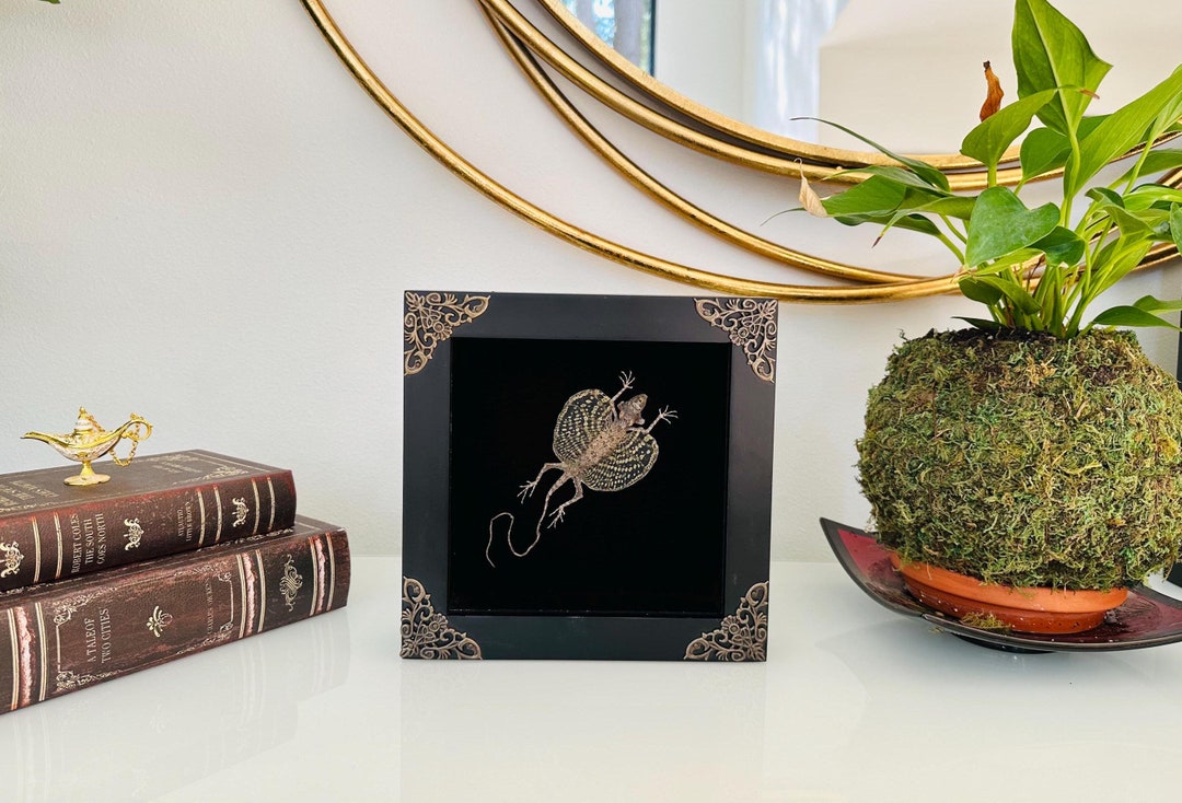 Framed Flying Lizards Draco Haematopogon Red-bearded Flying Lizard ...