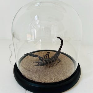 REAL Giant Scorpion SPREAD/UNSPREAD Heterometrus Laoticus Black ...