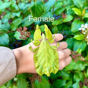 Real Leaf Insect Phyllium Pulchrifolium A1 Quality SPREAD Walking Leaf ...