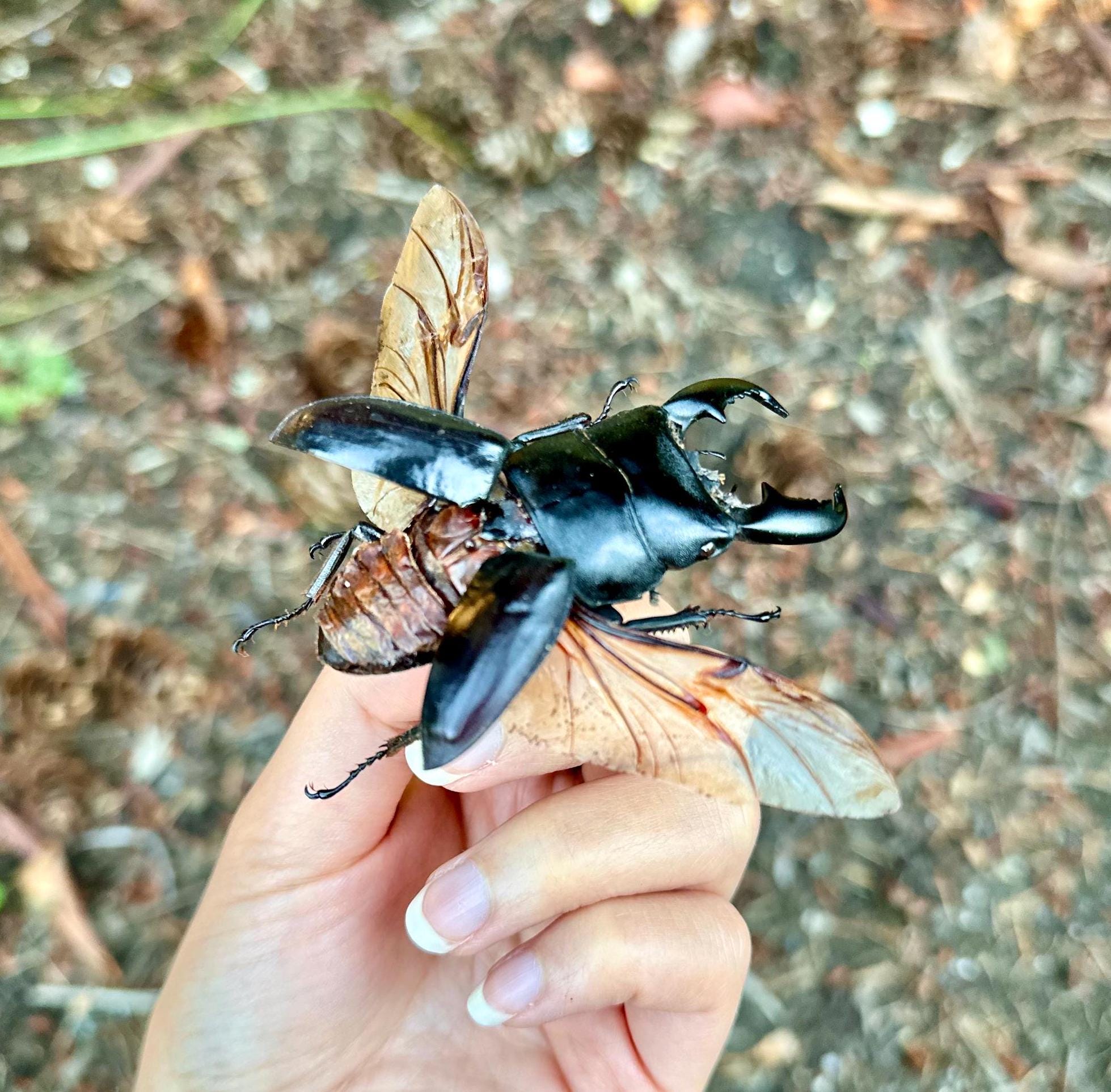 Dorcus Titanus Real Giant Stag Beetle A1 Grade Wings SREAD/UNSPREAD ...