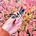 Euphaea Variegata, Teal and Violet Glittering Damselfly, Real Dragonfly ...