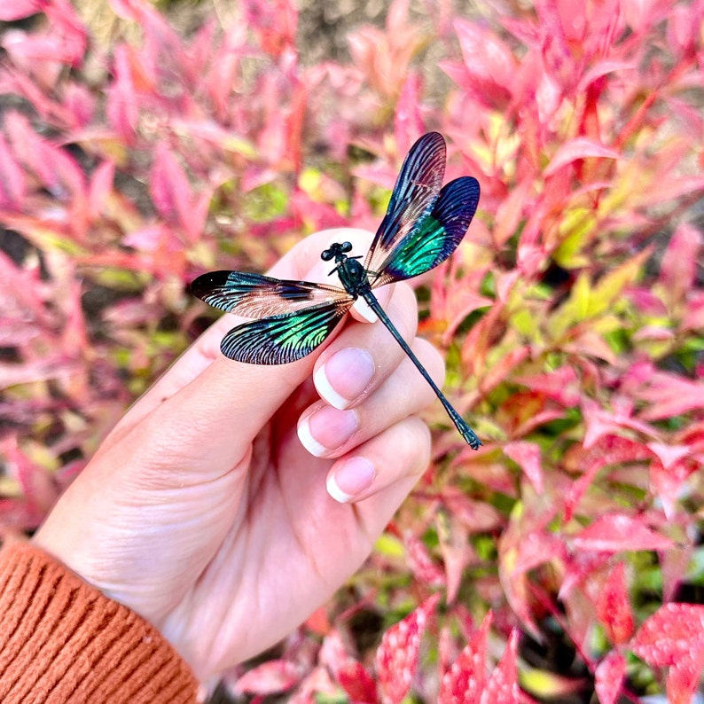 Euphaea Variegata, Teal and Violet Glittering Damselfly, Real Dragonfly ...