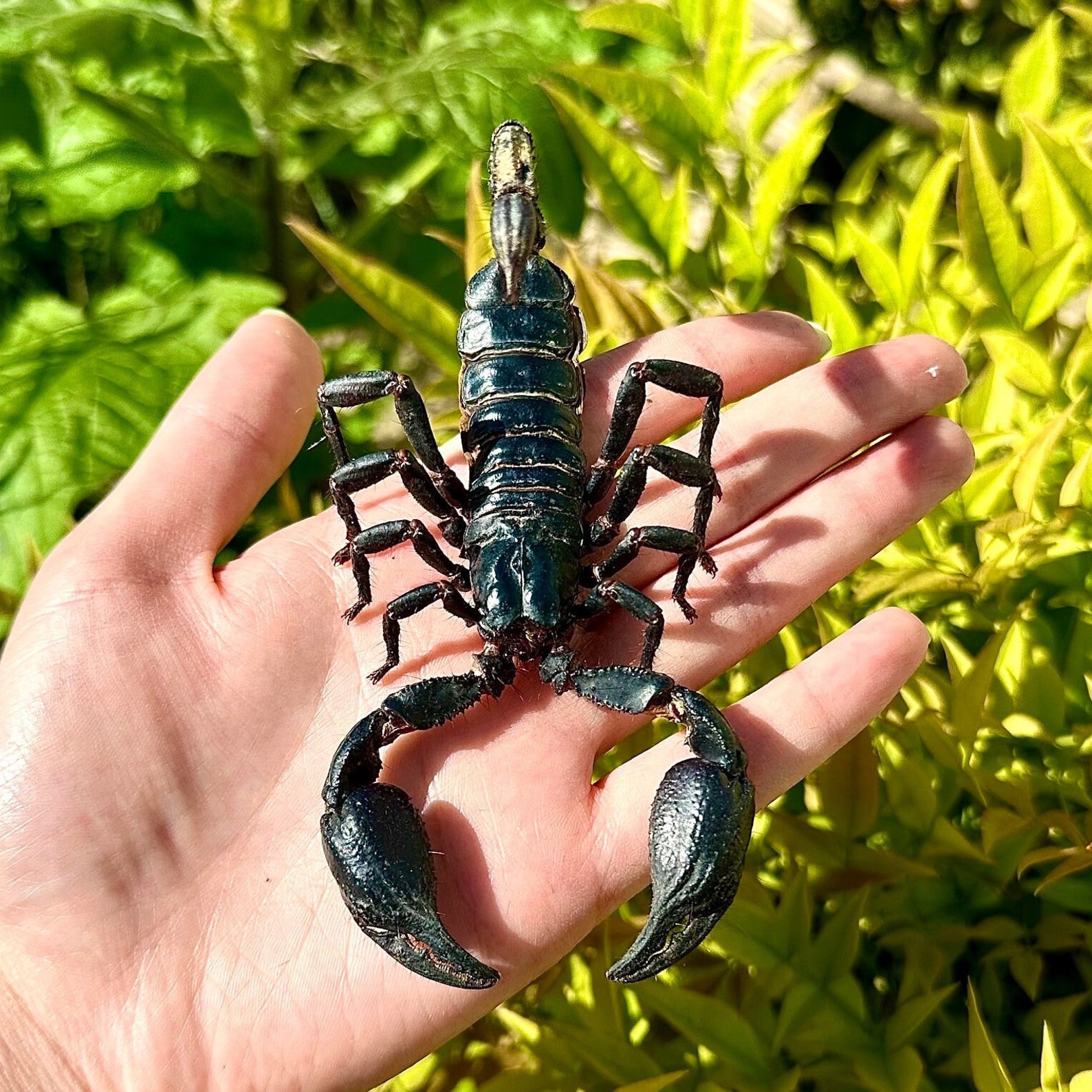 REAL Giant Scorpion SPREAD/UNSPREAD Heterometrus Laoticus Black ...
