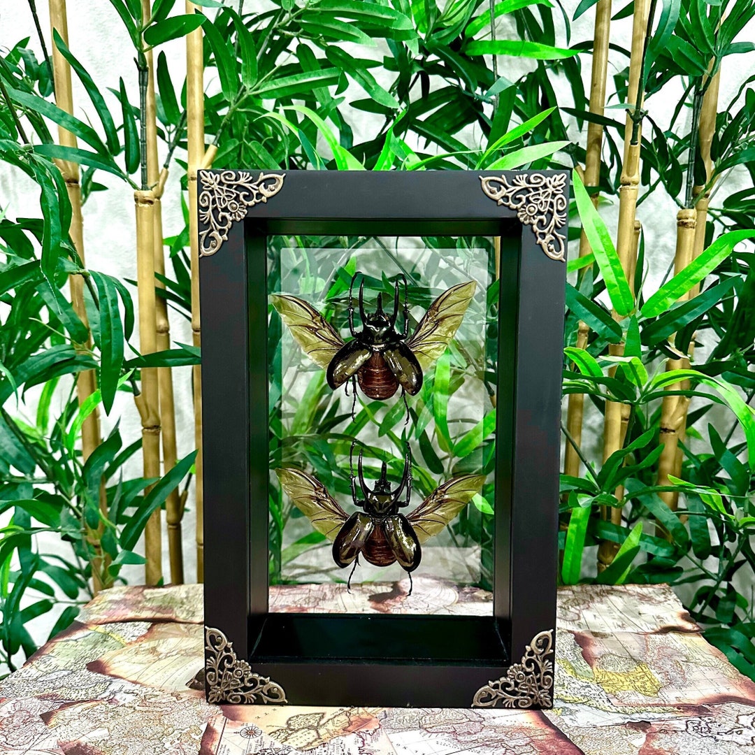 Framed Atlas Beetle: Chalcosoma Atlas Keyboh, Pine Wood Frame - Etsy