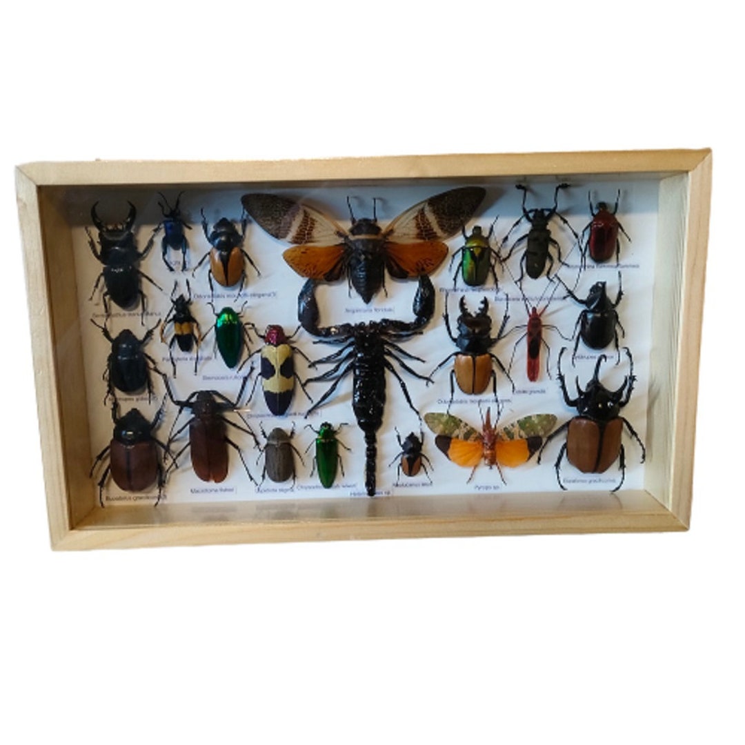 Real Insects Insects Box Mounted Scorpion Beetle Beetles - Etsy