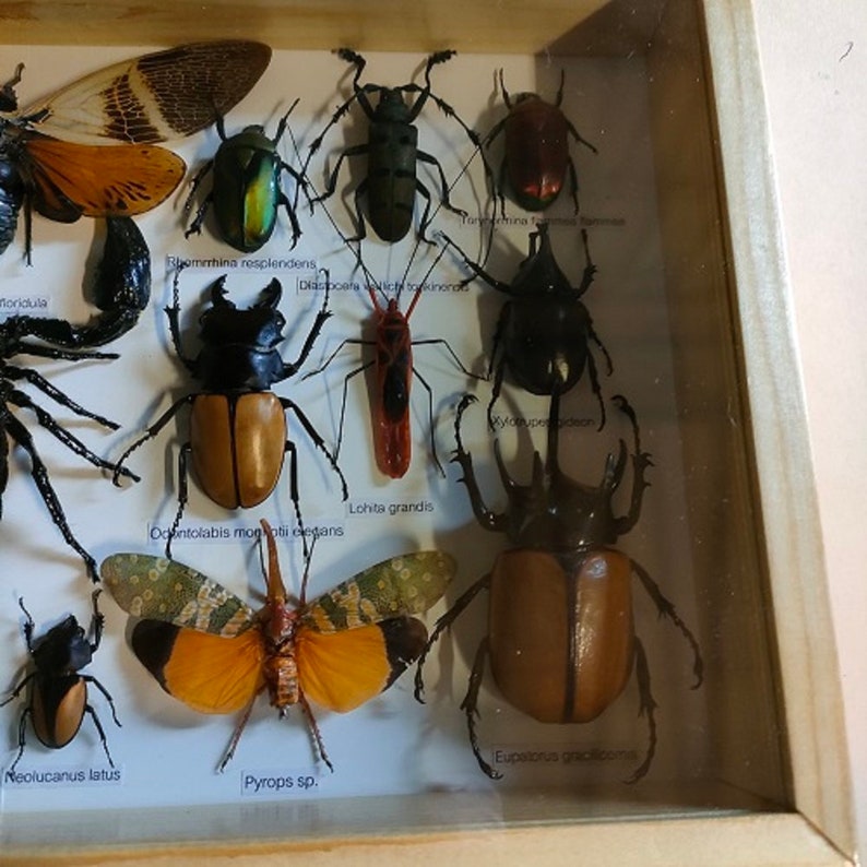 Real Insects Insects Box Mounted Scorpion Beetle Beetles Insectbox ...