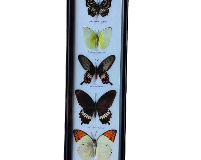 Real framed butterfly: Urania ripheus // multicolour & shiny - Etsy ...