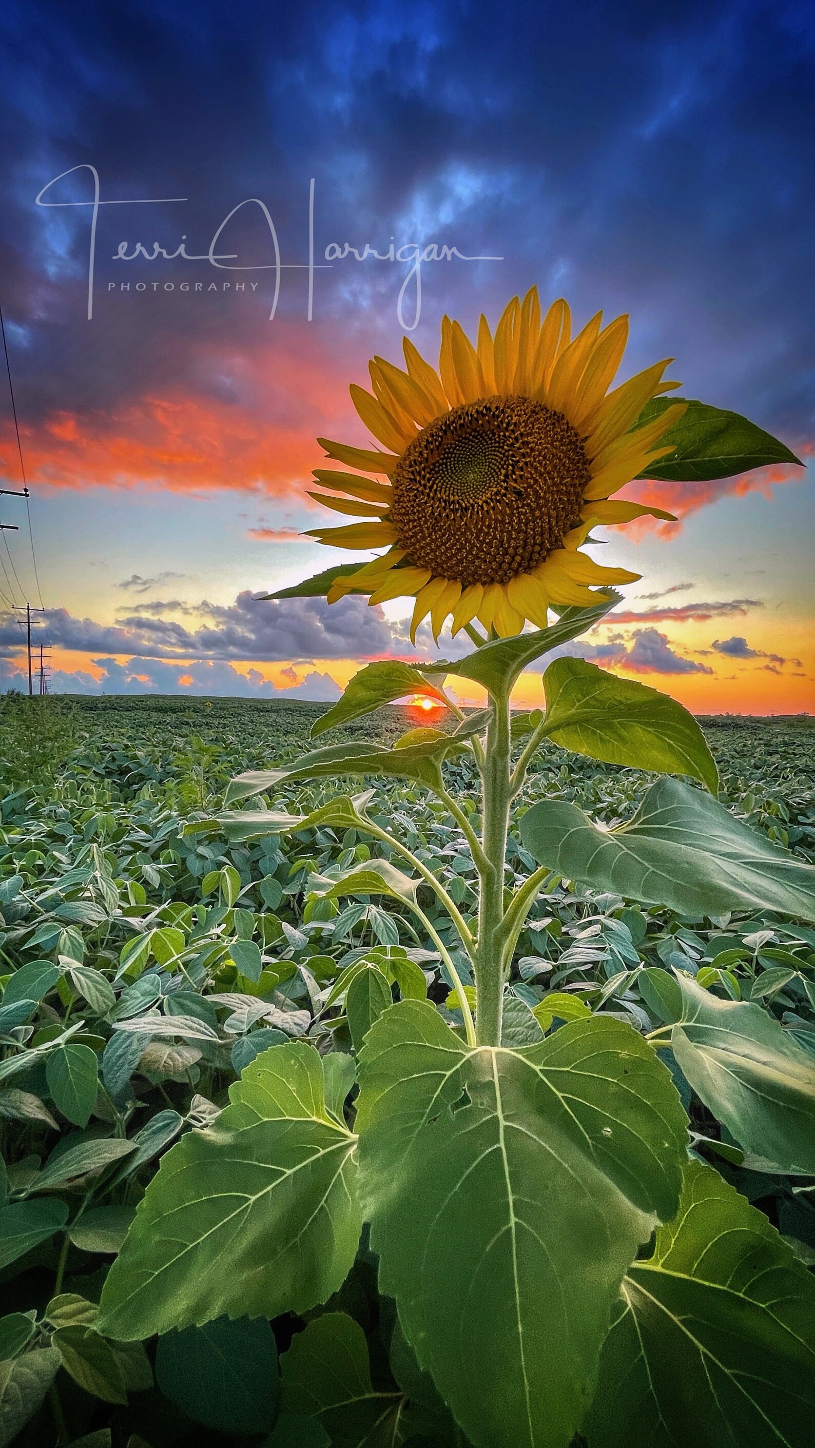 SUNFLOWER SUNSET - Etsy