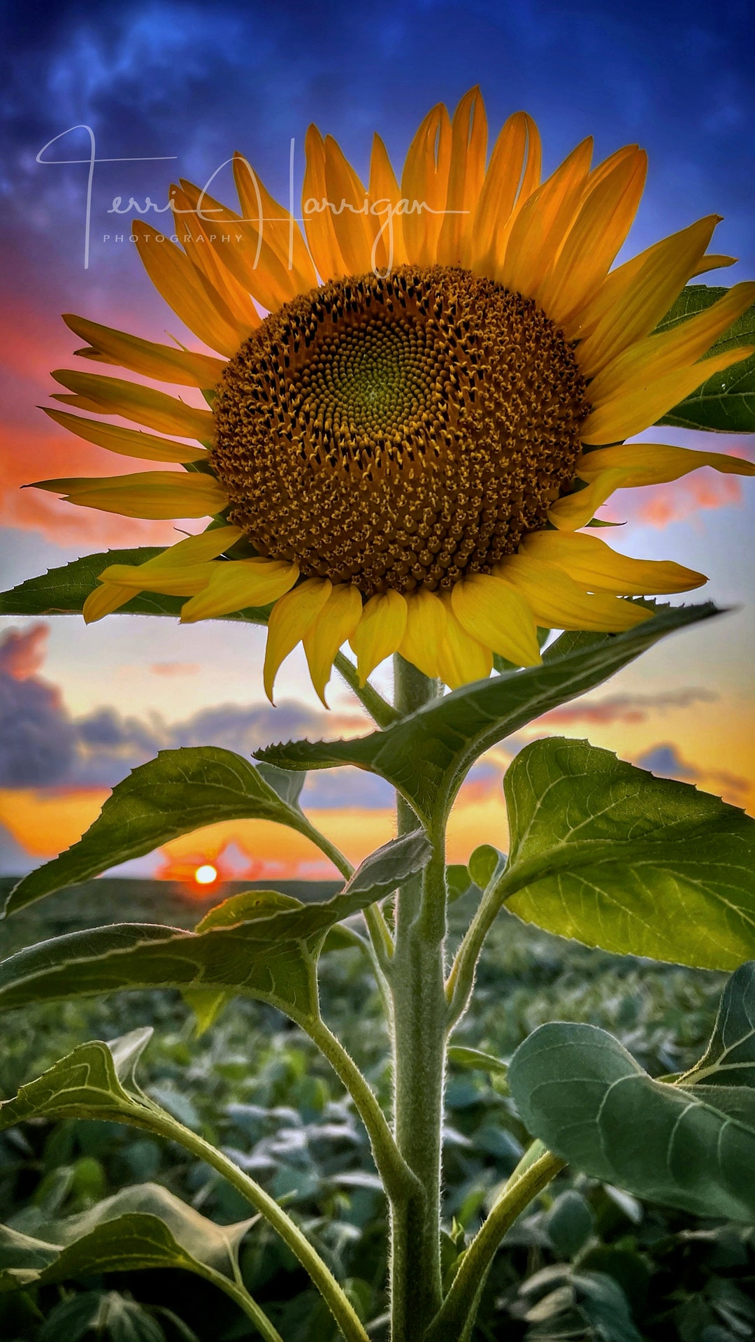 SUNFLOWER - Etsy