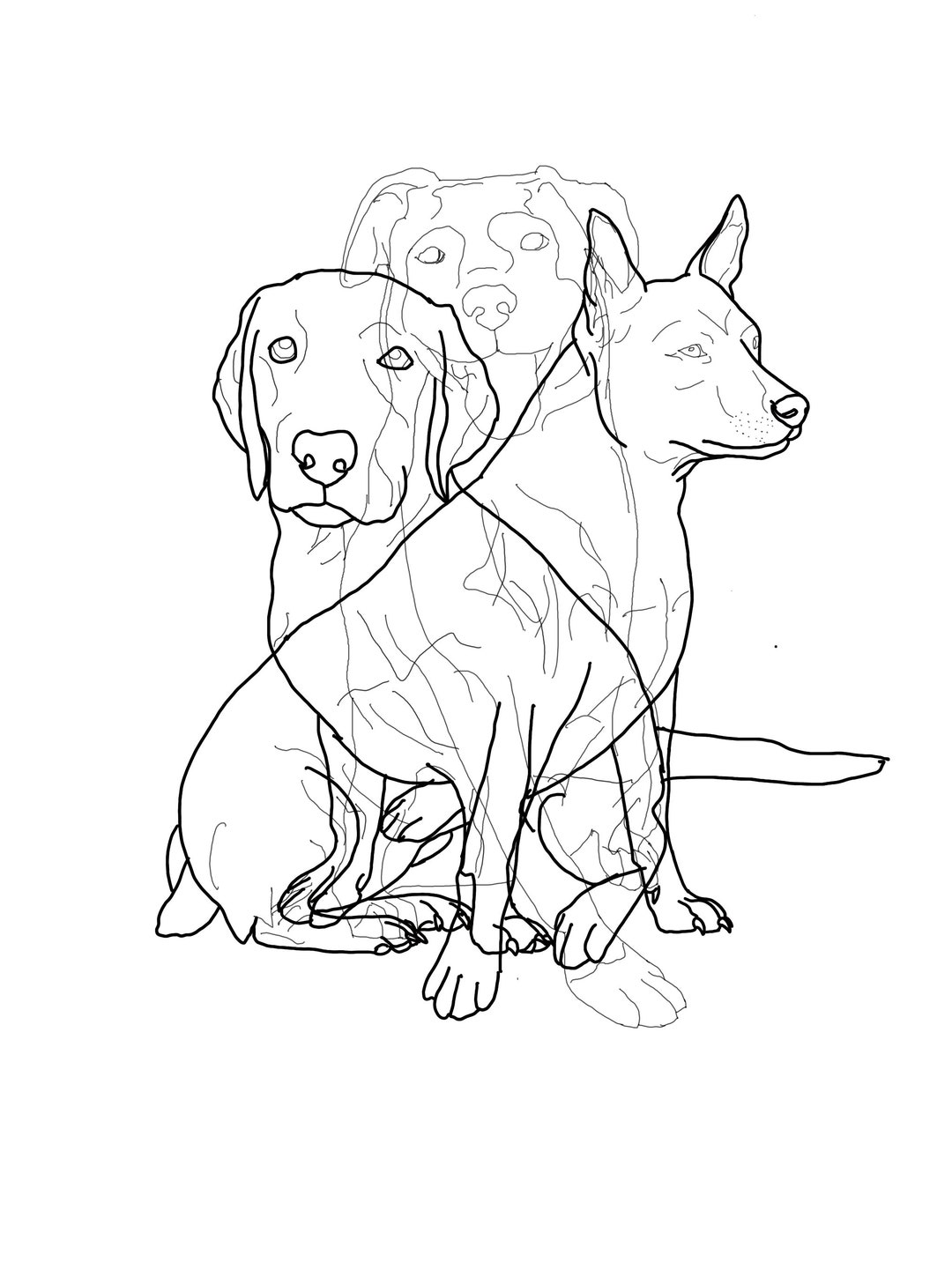 Dog Genetics Colour by Genotype Homeschool Activity - Etsy